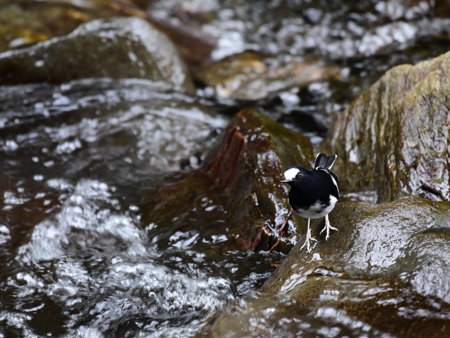 Little Forktail - eBird