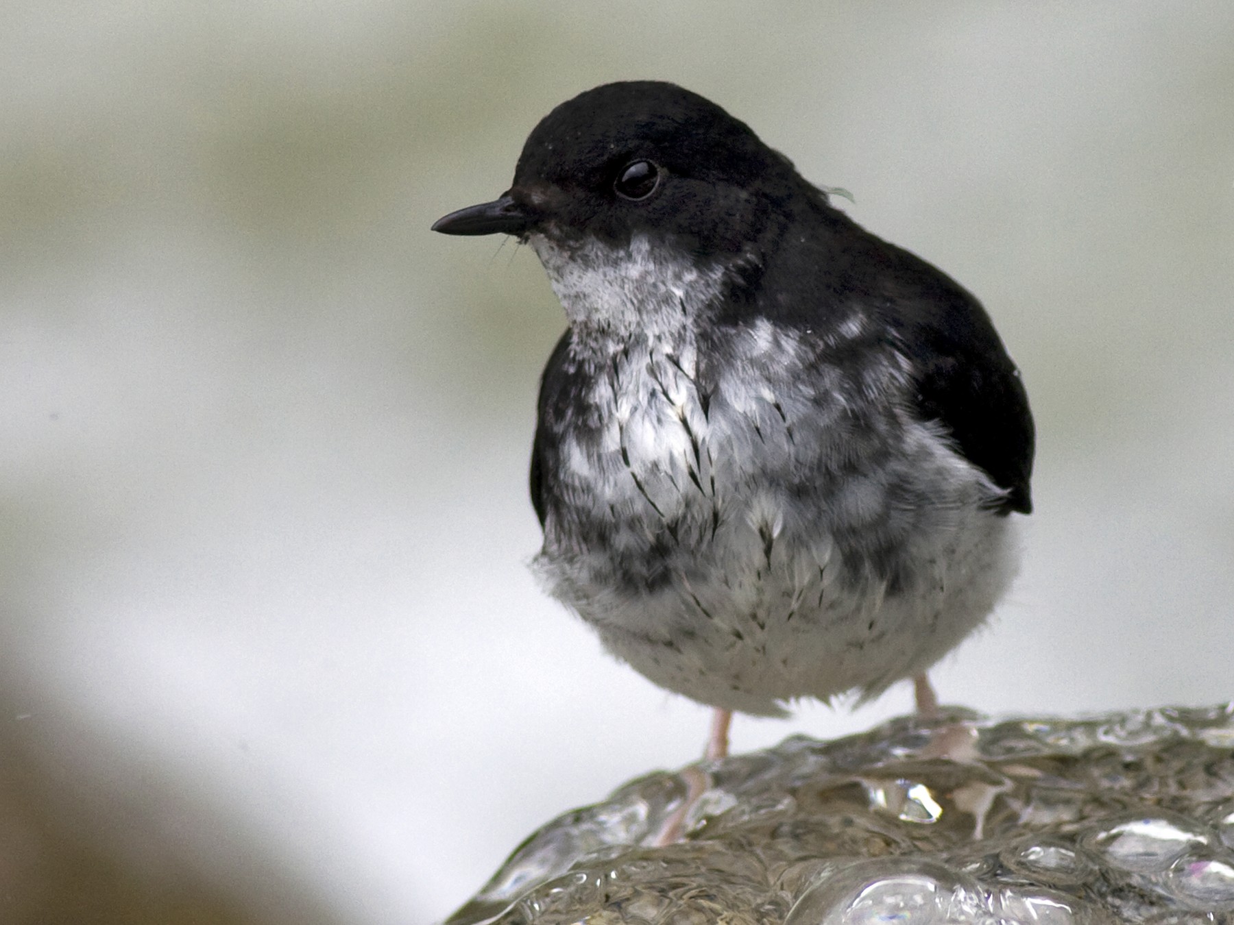 Little Forktail - eBird