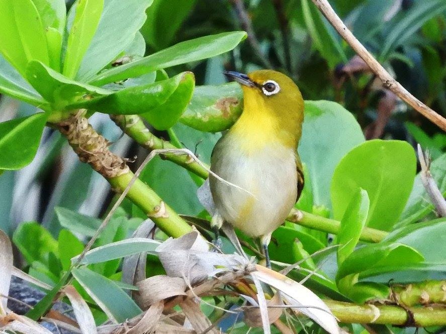 Lowland White-eye - eBird