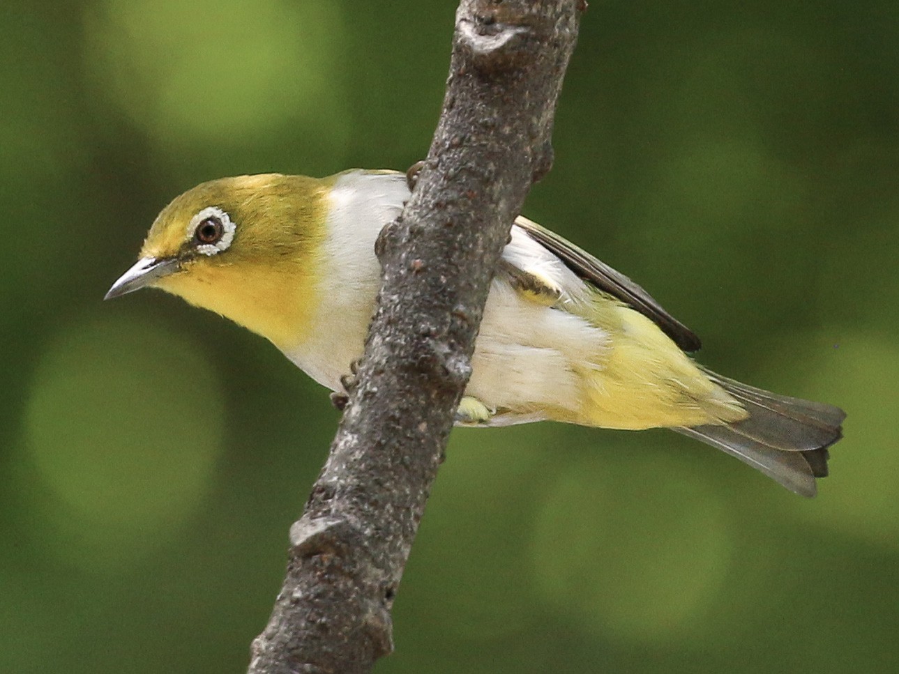 Lowland White-eye - eBird