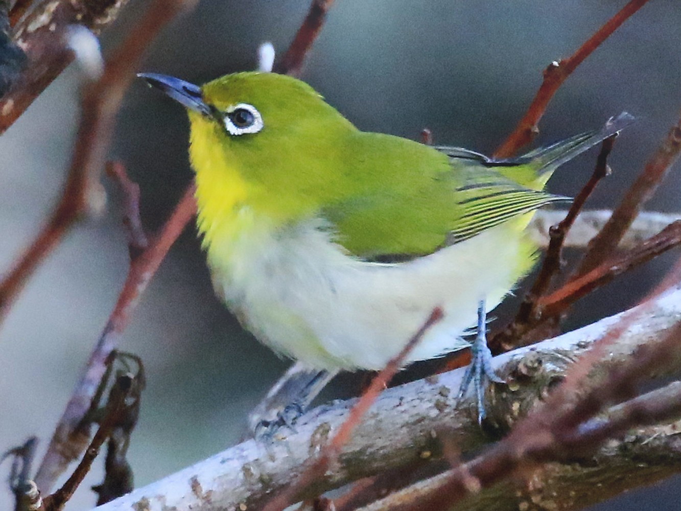 Lowland White-eye - eBird