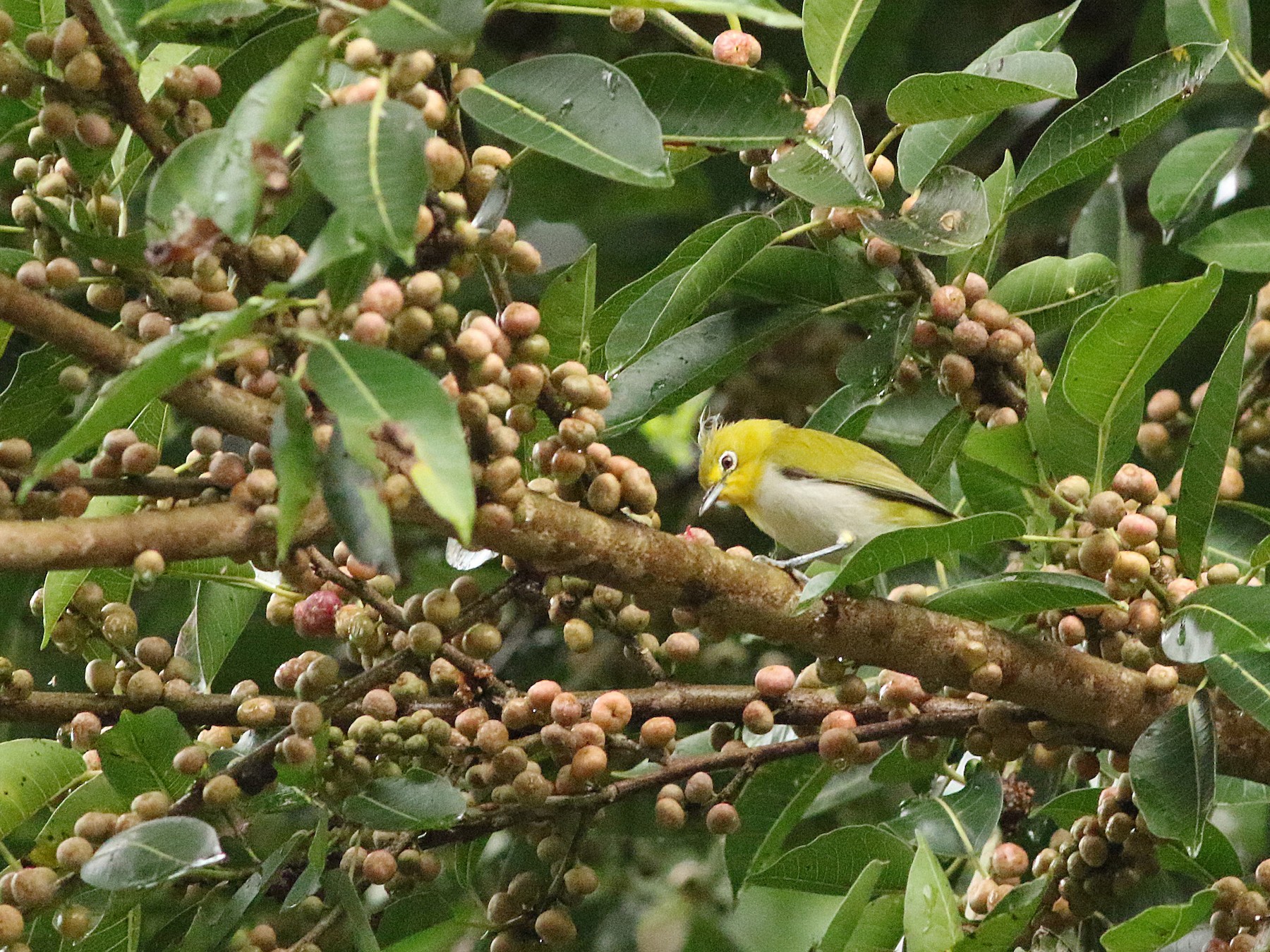 Lowland White-eye - eBird