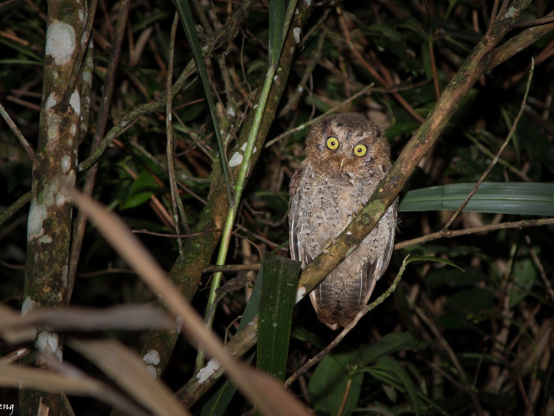 Mountain Scops-Owl - eBird