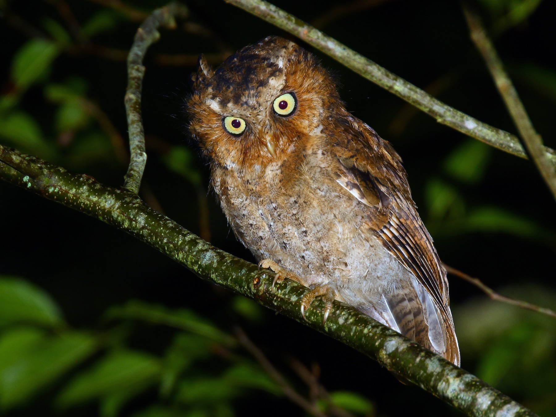 Mountain Scops-Owl - eBird
