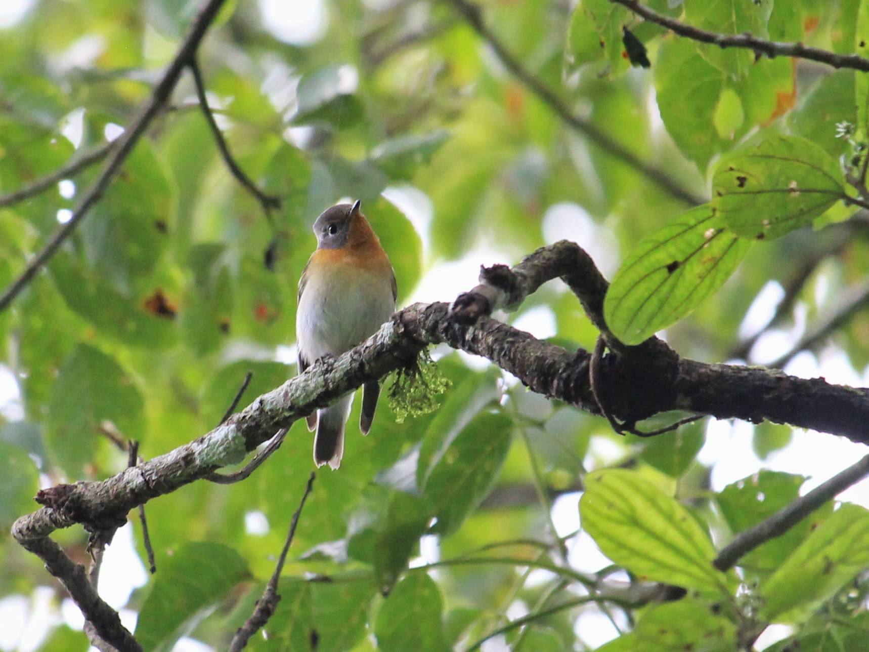 Mugimaki Flycatcher - eBird