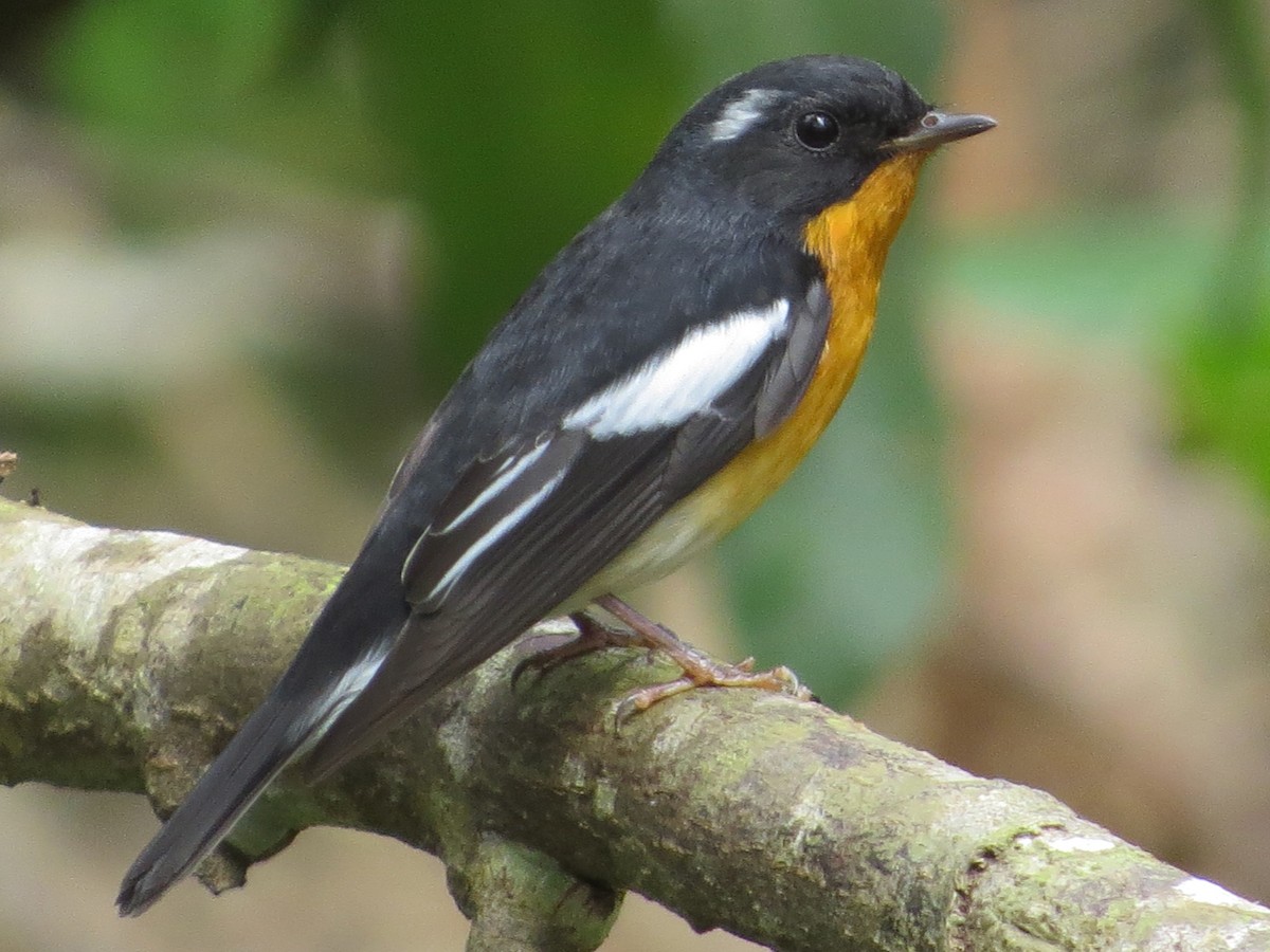 Mugimaki Flycatcher - Ficedula mugimaki - Birds of the World