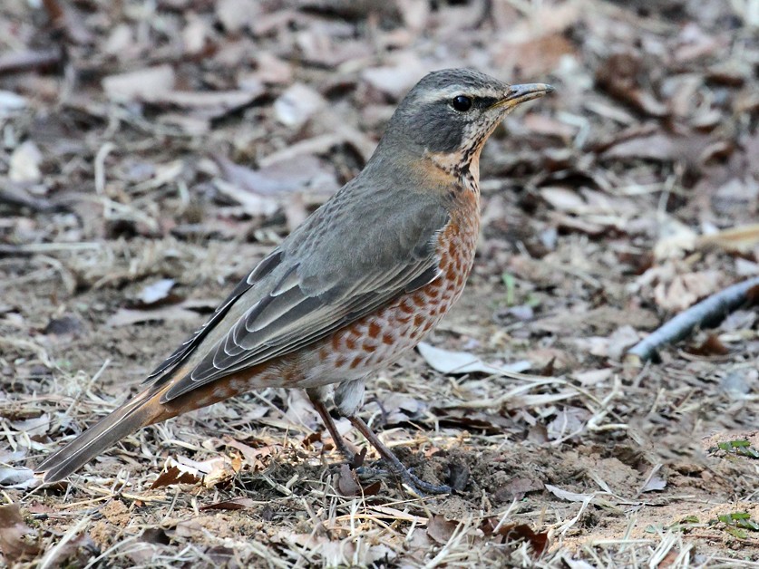 Naumann's Thrush - eBird