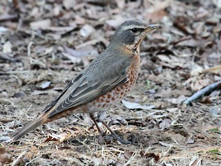 Naumann's Thrush - eBird