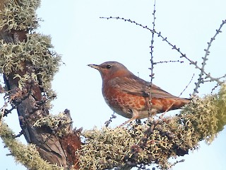 Naumann's Thrush - eBird