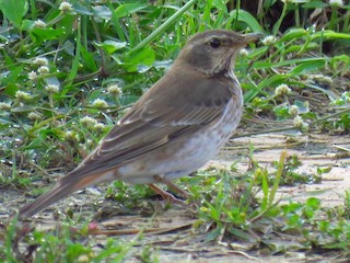 Naumann's Thrush - eBird