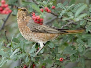Naumann's Thrush - eBird