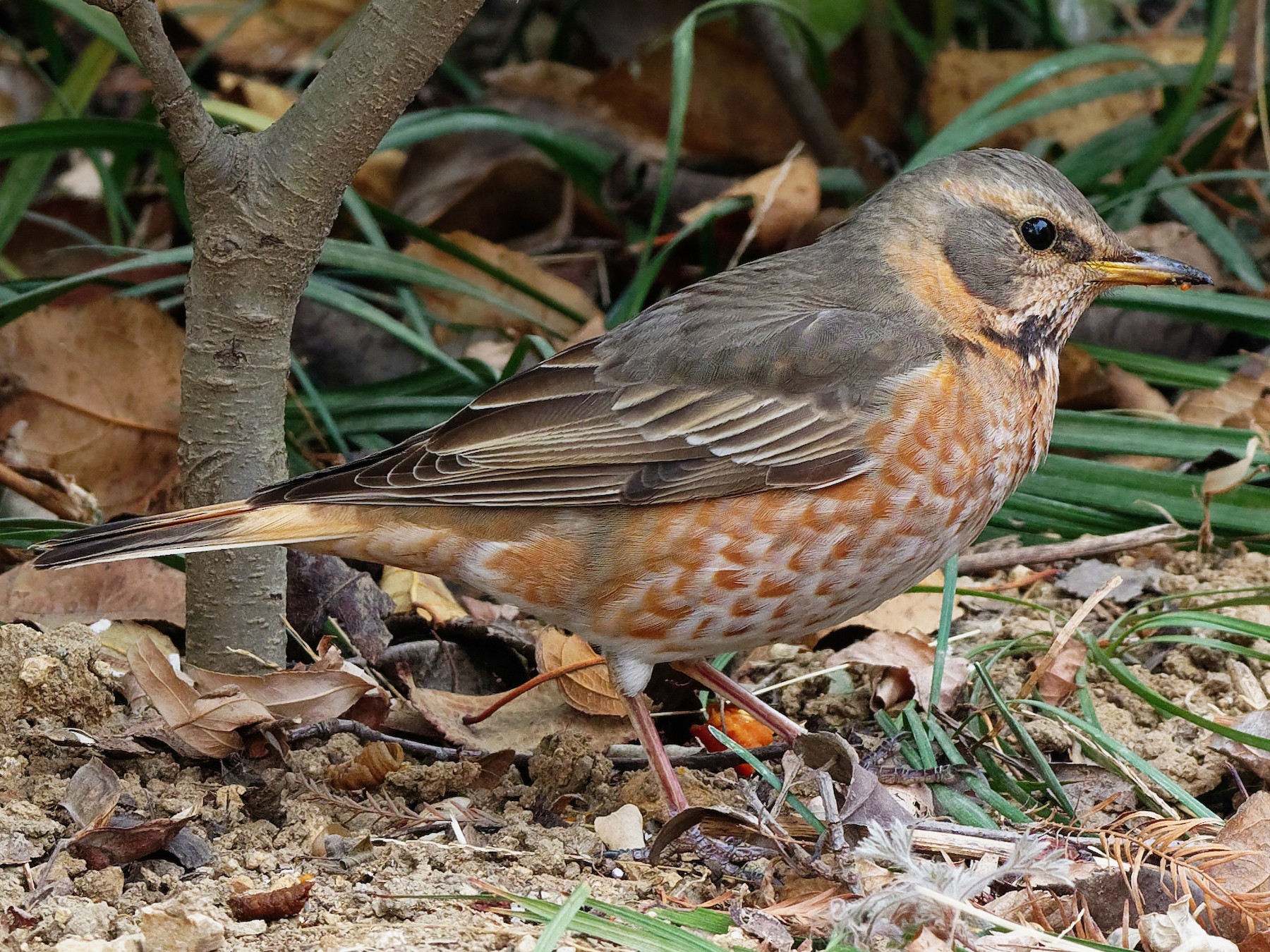 Naumann's Thrush - eBird