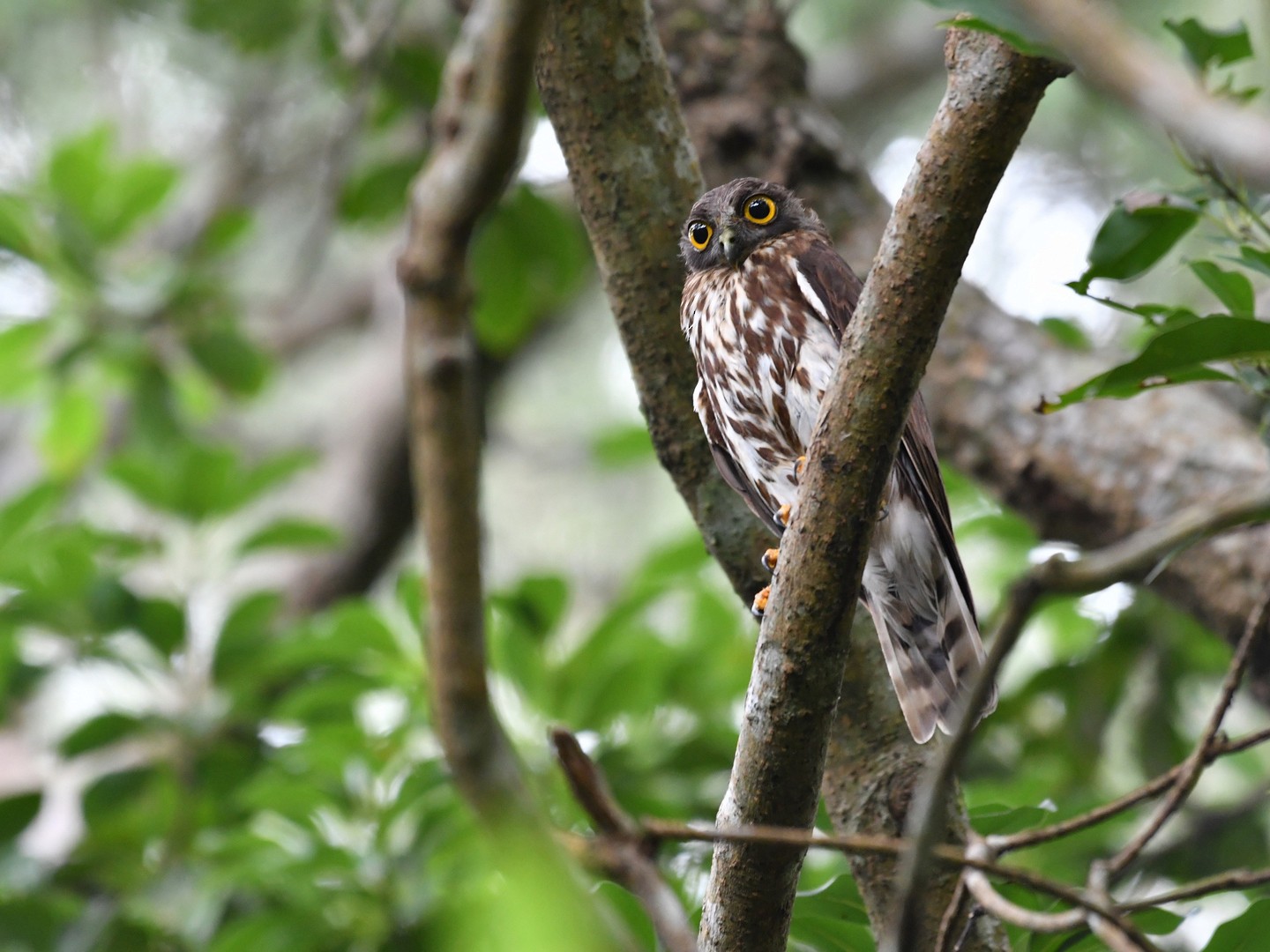 Northern Boobook - eBird