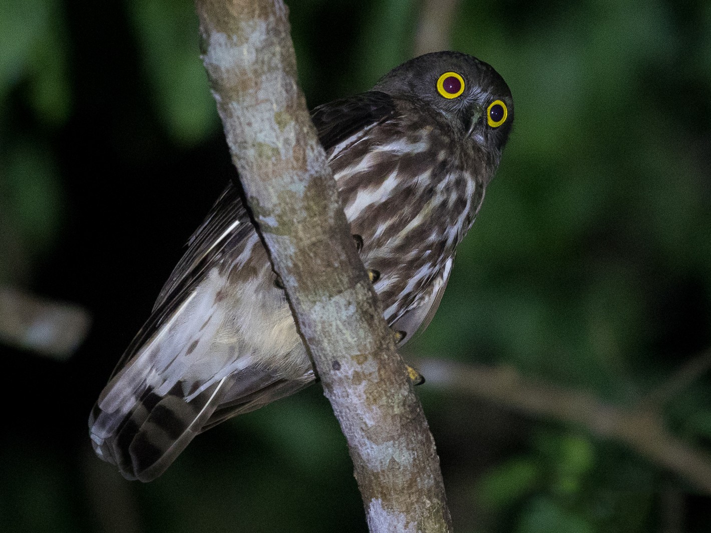 Northern Boobook - eBird
