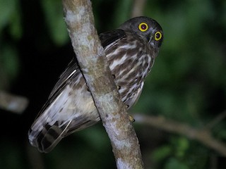 Northern Boobook - eBird