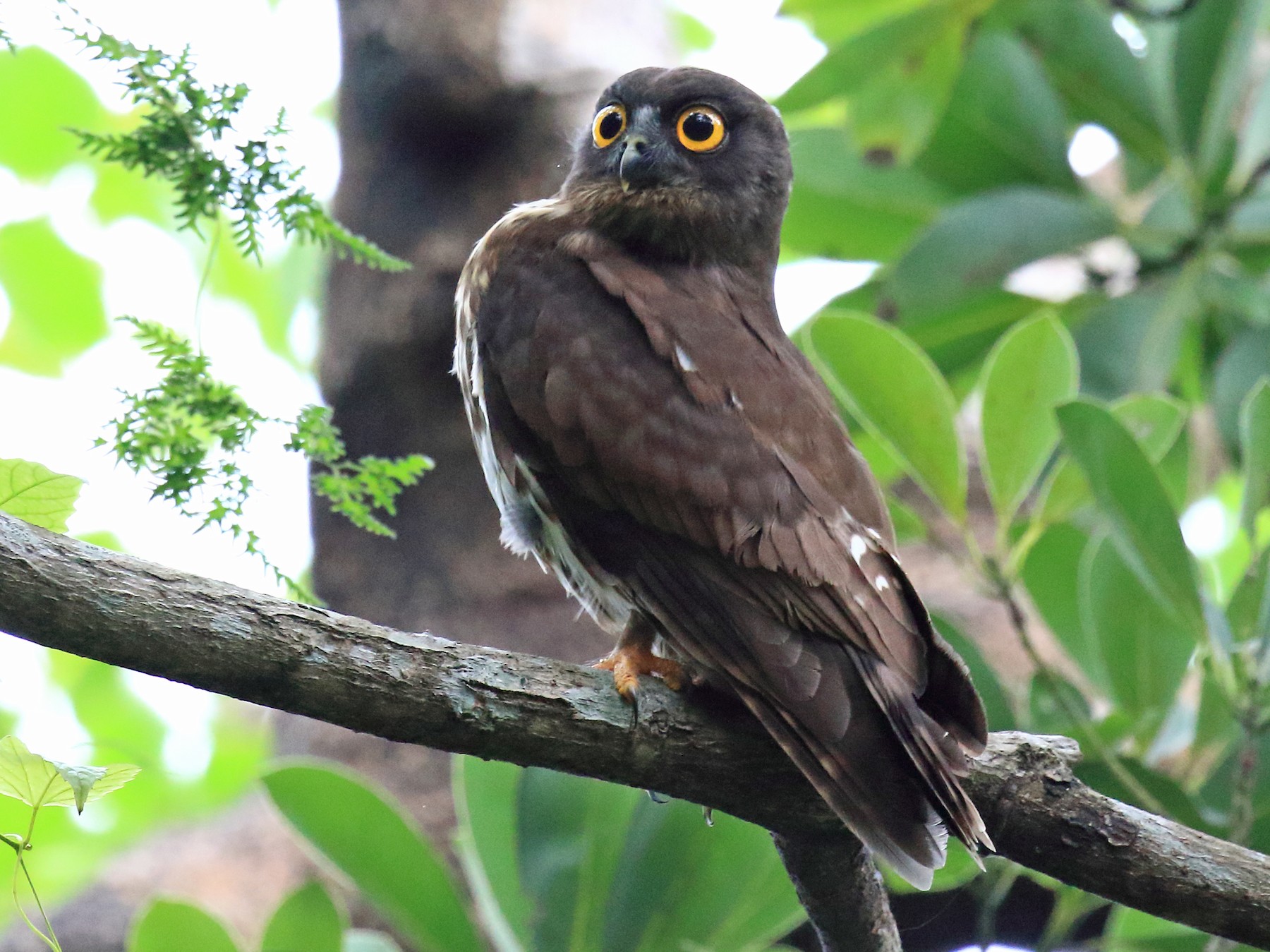 Northern Boobook - eBird