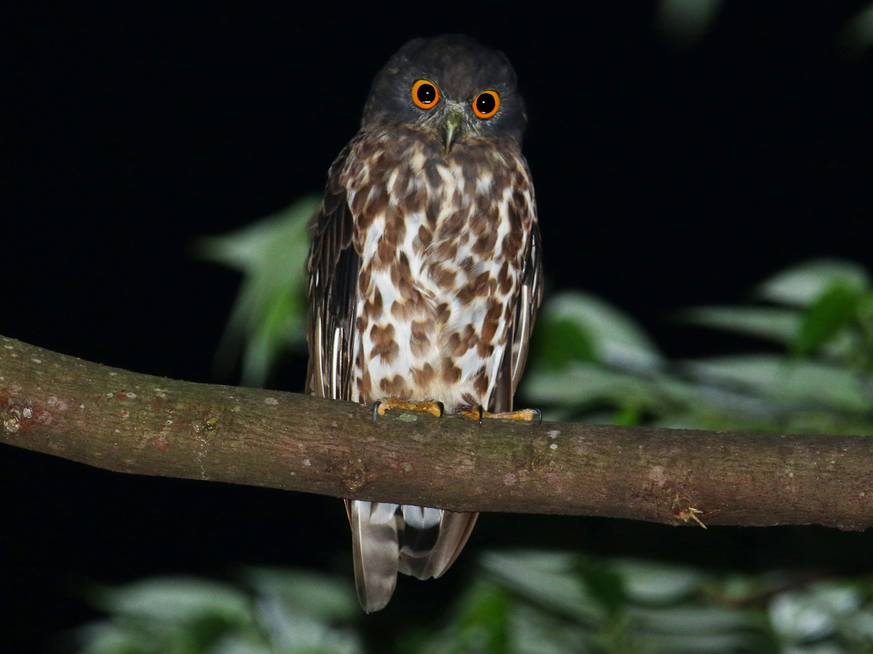 Northern Boobook - eBird