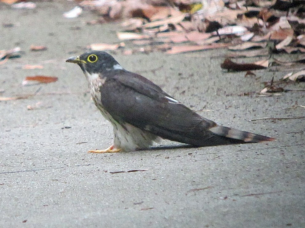Northern Hawk-Cuckoo - eBird