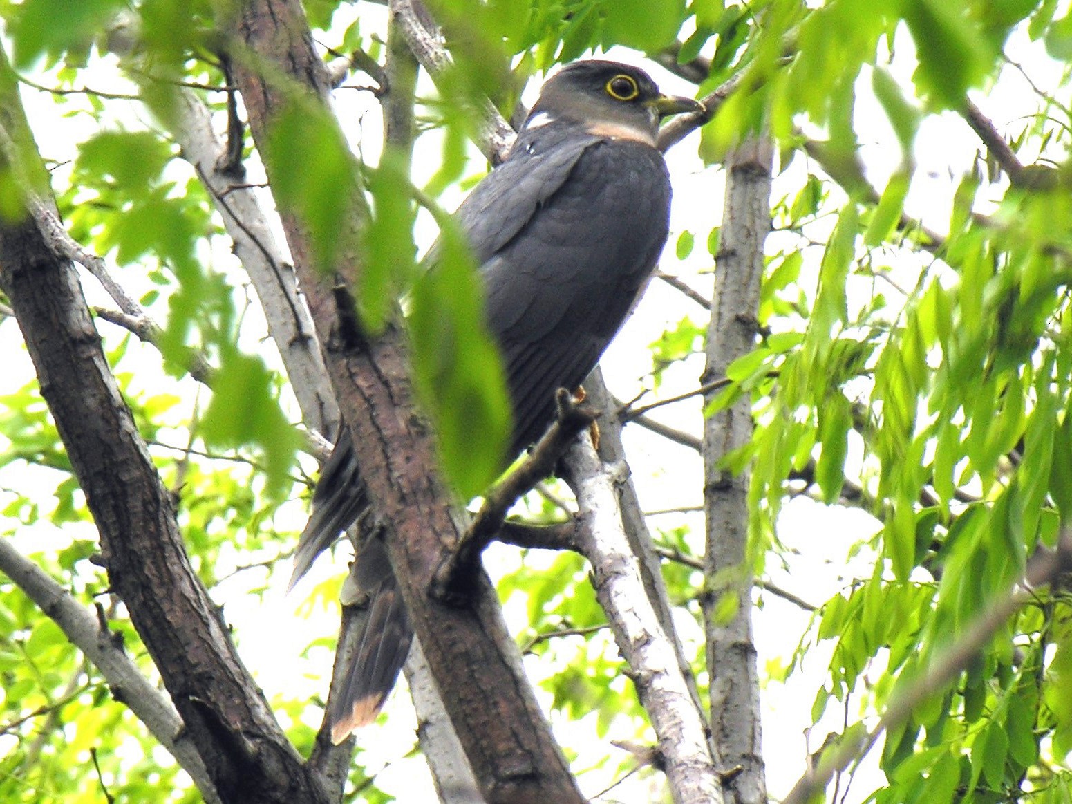 Northern Hawk-Cuckoo - eBird