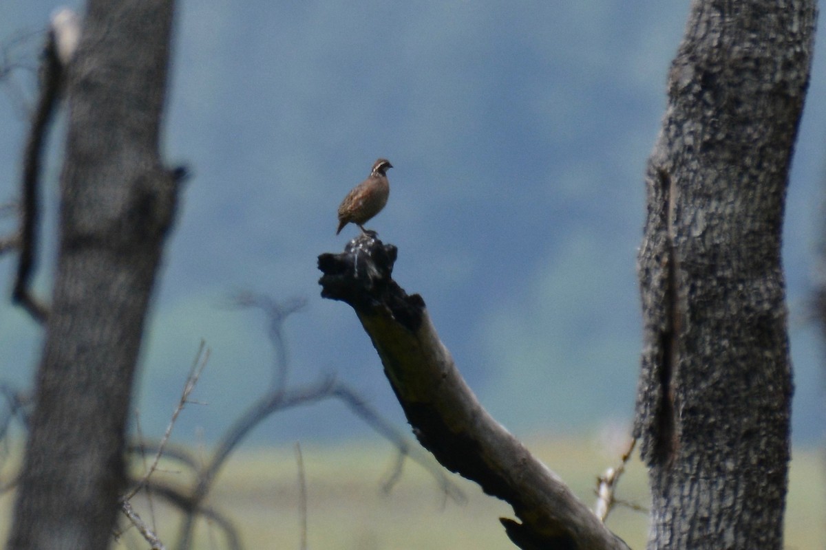 eBird Checklist - 13 May 2019 - JBLM--Muck Creek wildlife restoration ...