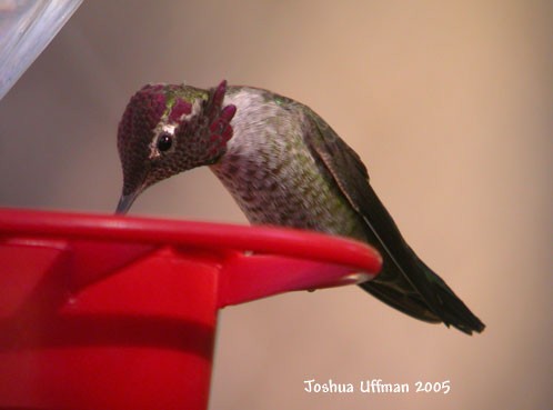 eBird Checklist - 2 Oct 2005 - Paton Center for Hummingbirds (Patons ...