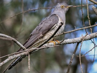 Oriental Cuckoo - Cuculus optatus - Birds of the World