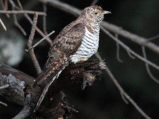 Oriental Cuckoo - eBird