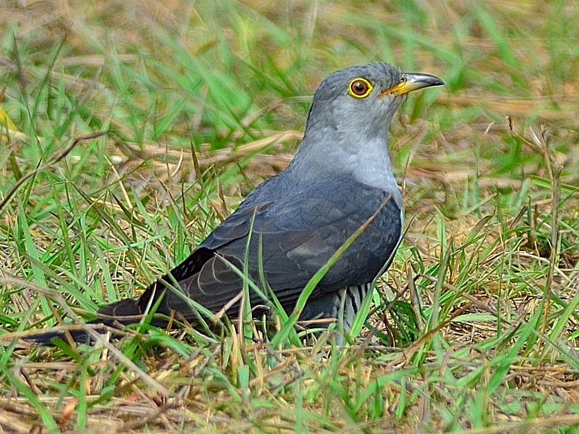 Oriental Cuckoo - eBird