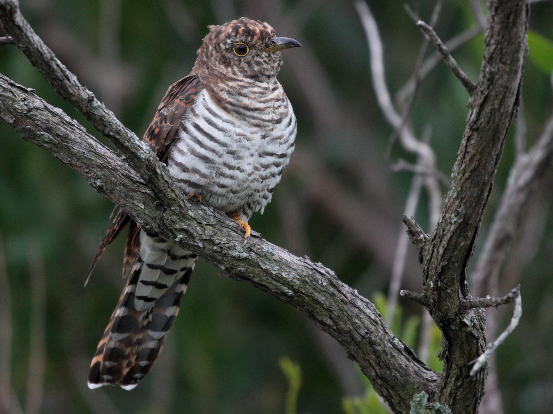Oriental Cuckoo - eBird