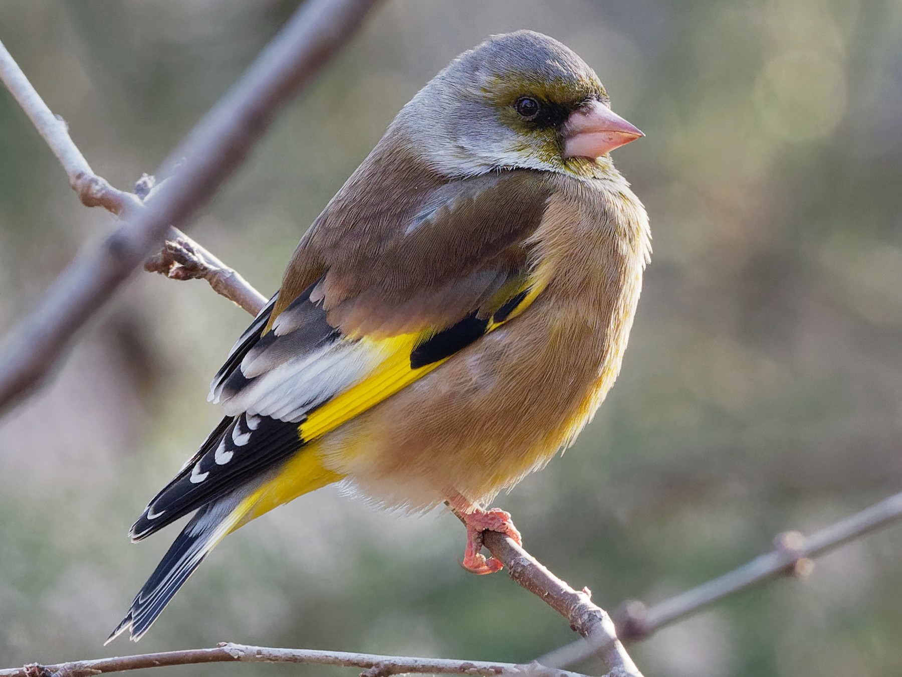 Oriental Greenfinch - eBird