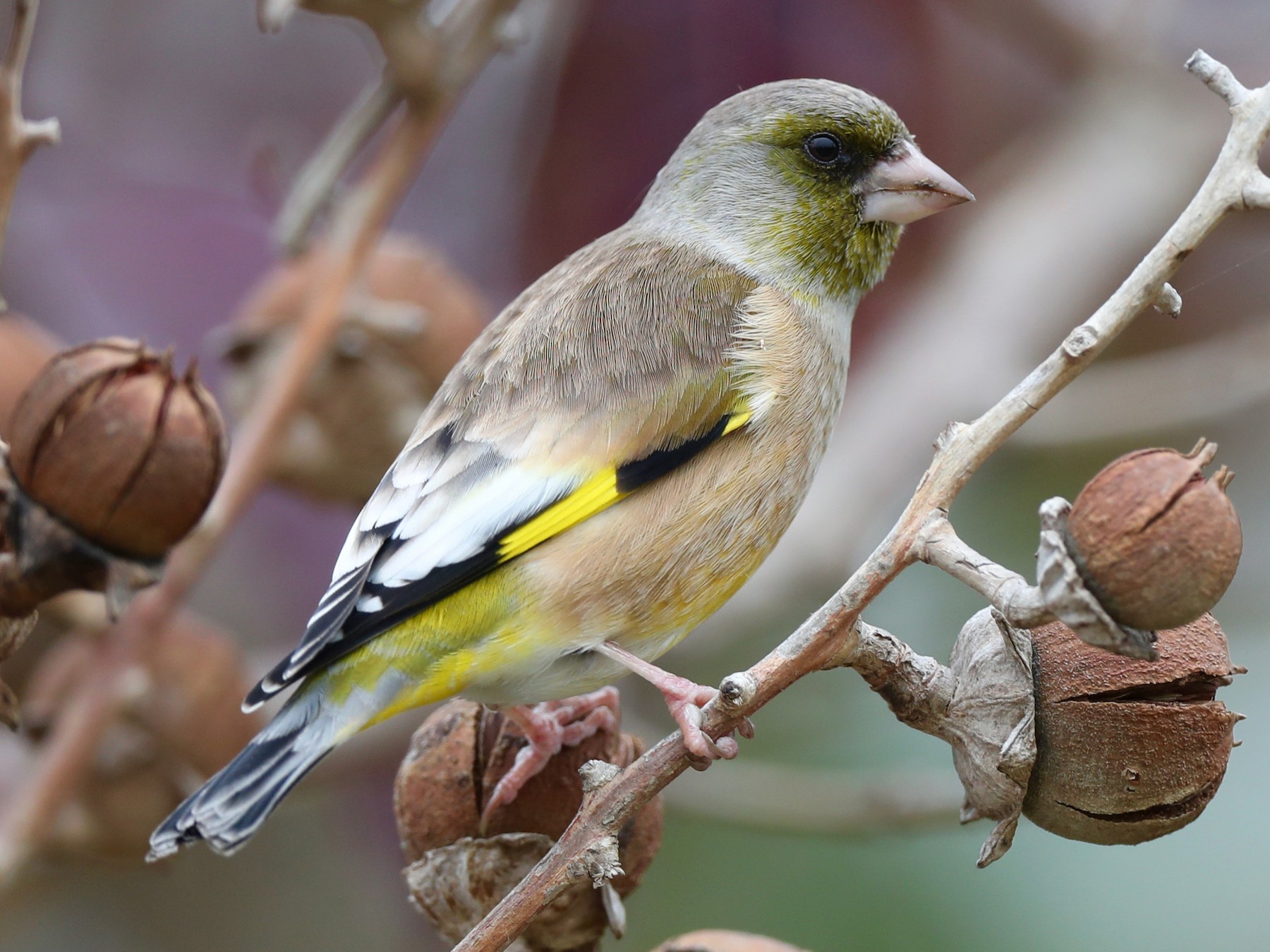 Oriental Greenfinch - eBird