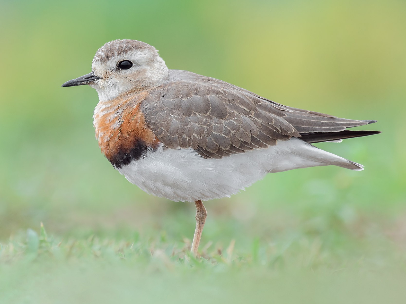 Oriental Plover - eBird