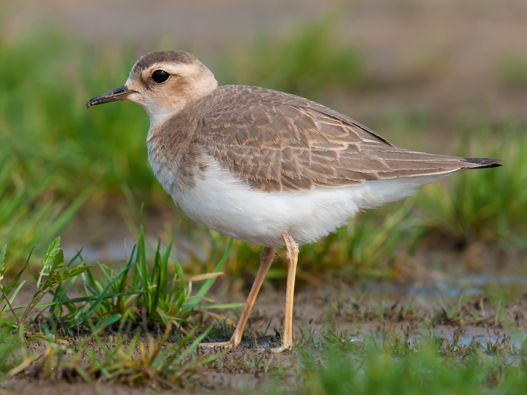 Oriental Plover - eBird