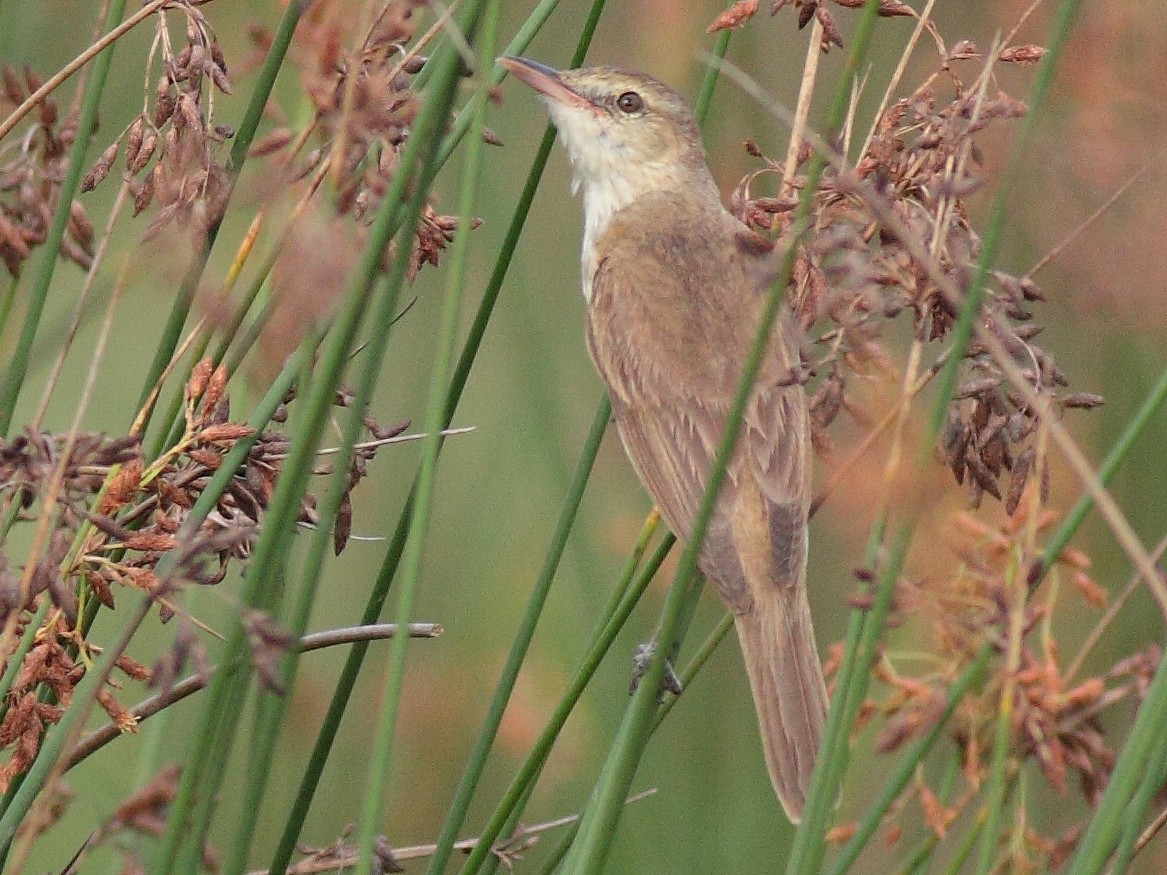 Oriental Reed Warbler - eBird
