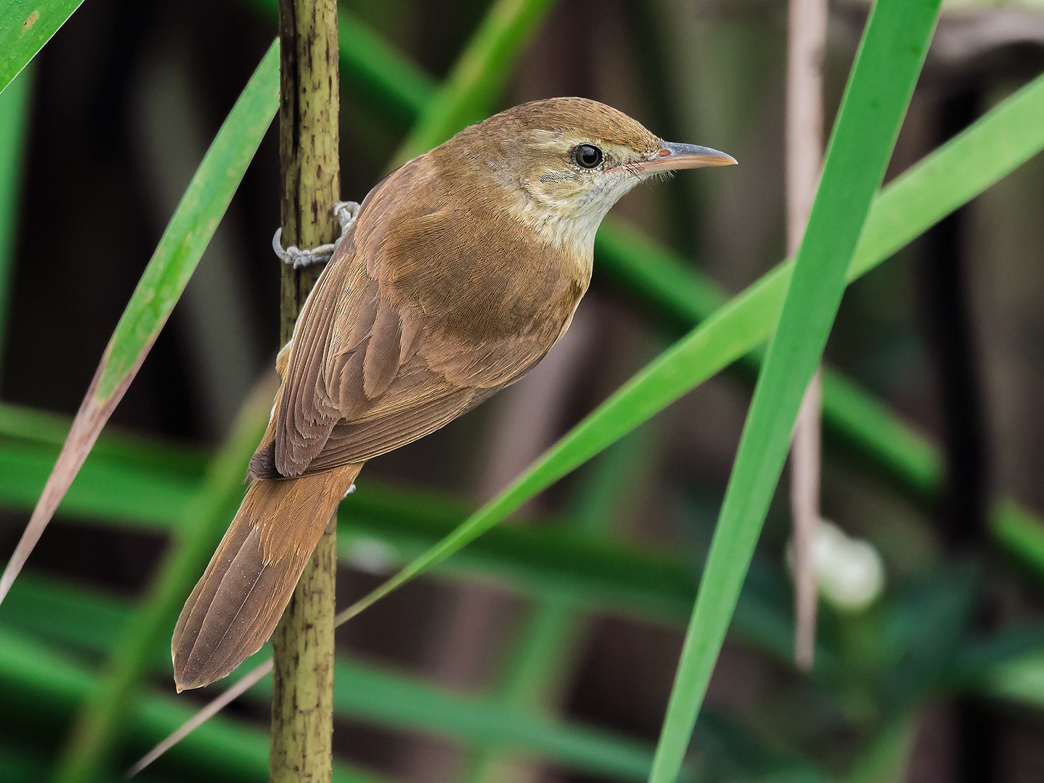 Oriental Reed Warbler - eBird