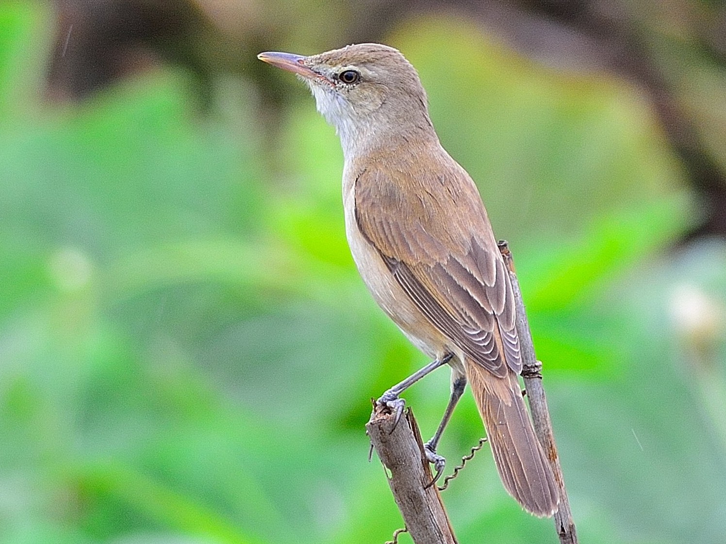 Oriental Reed Warbler - eBird