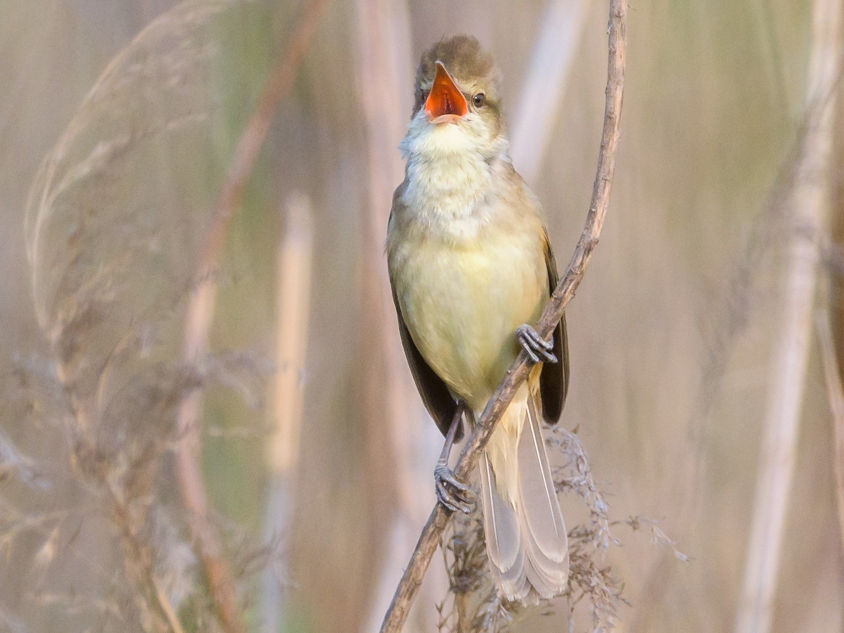 Oriental Reed Warbler - eBird