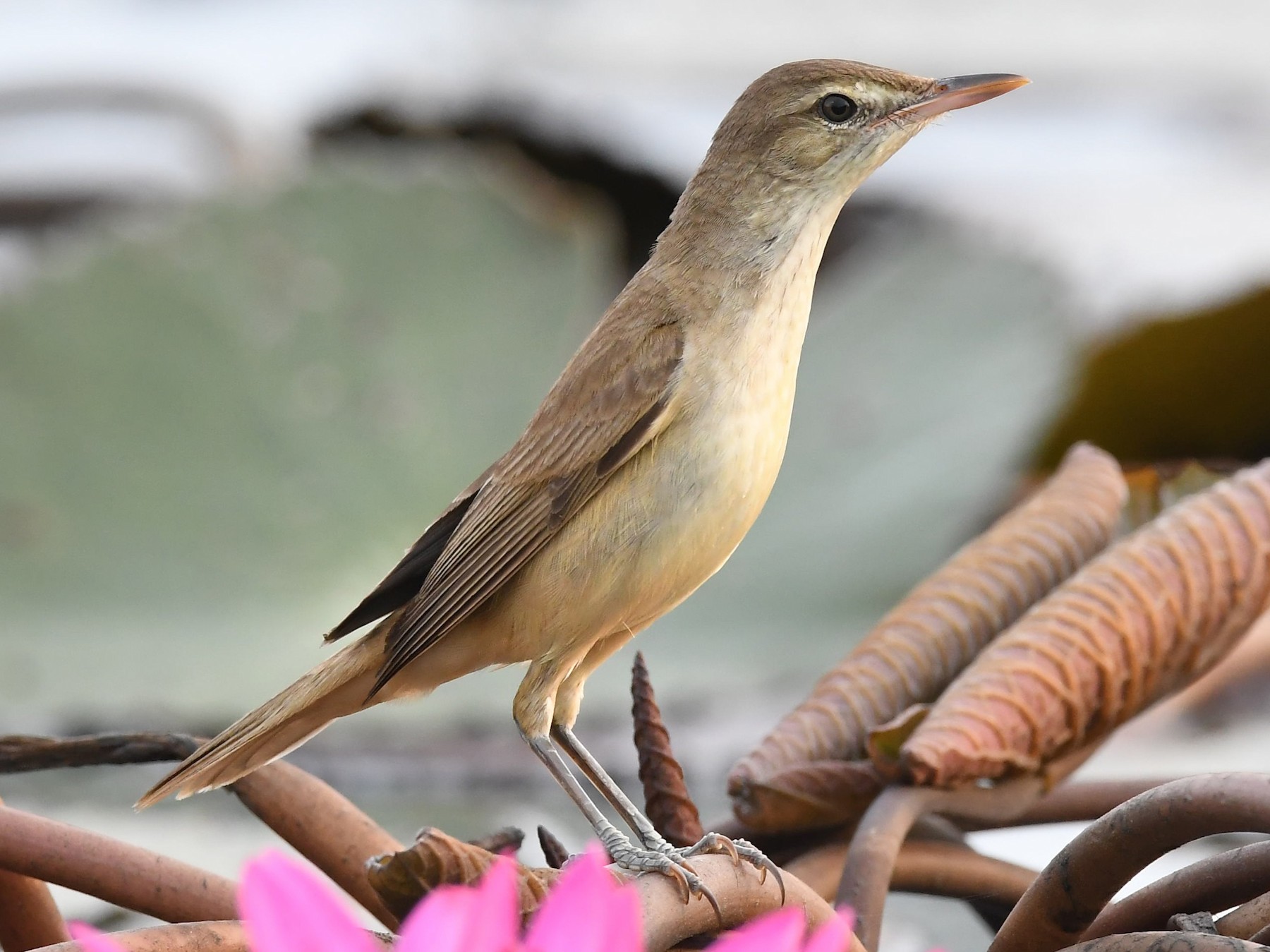 Oriental Reed Warbler - eBird