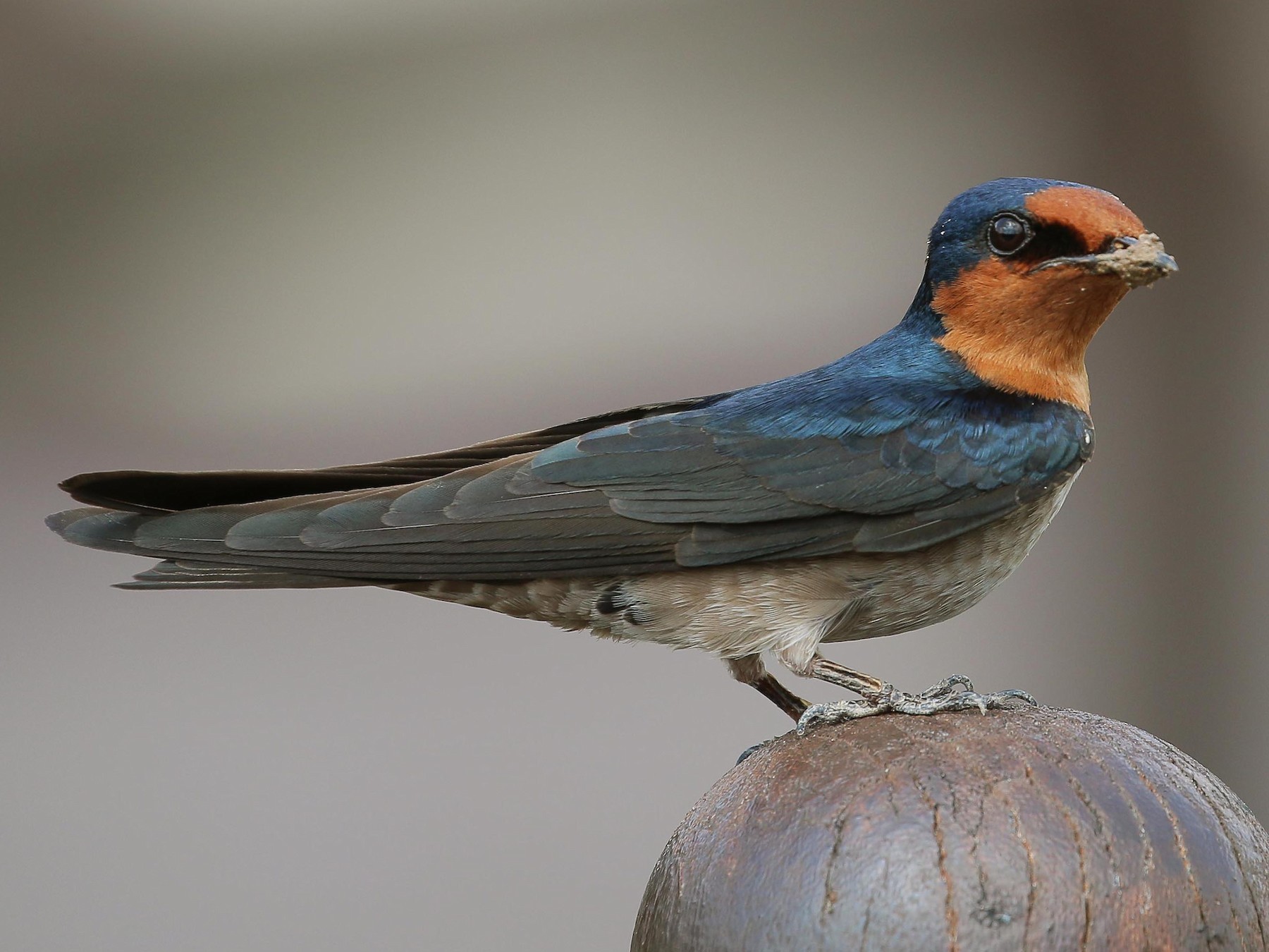 Pacific Swallow - eBird