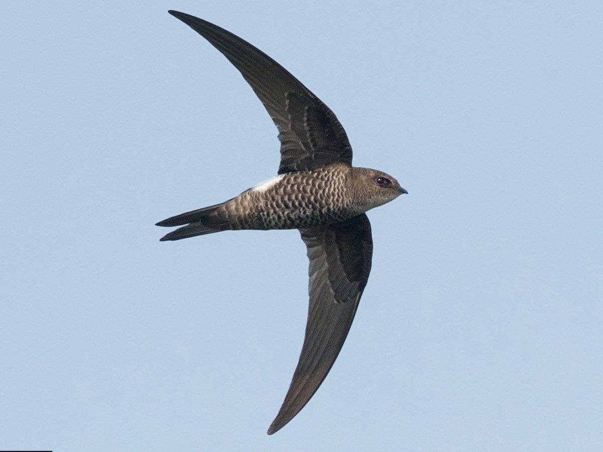 Pacific Swift - Apus pacificus - Birds of the World
