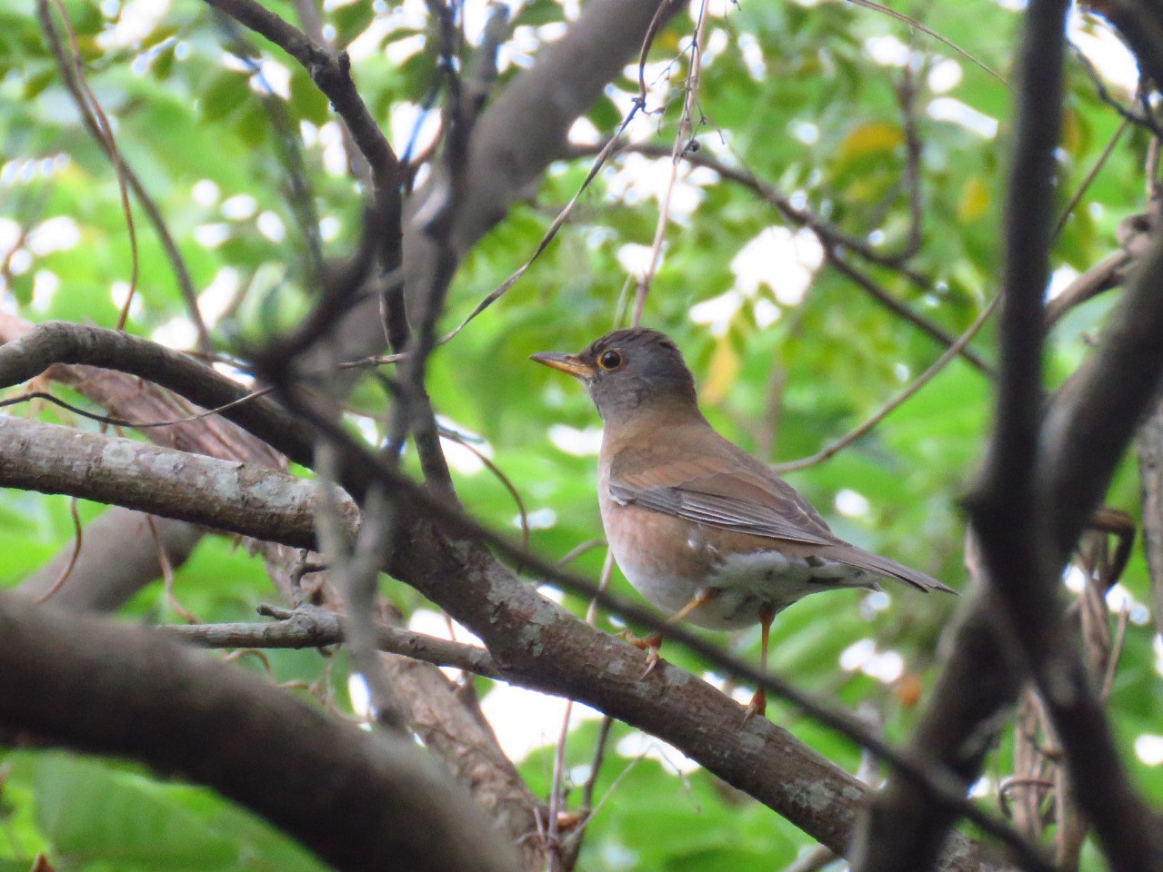 Pale Thrush - eBird