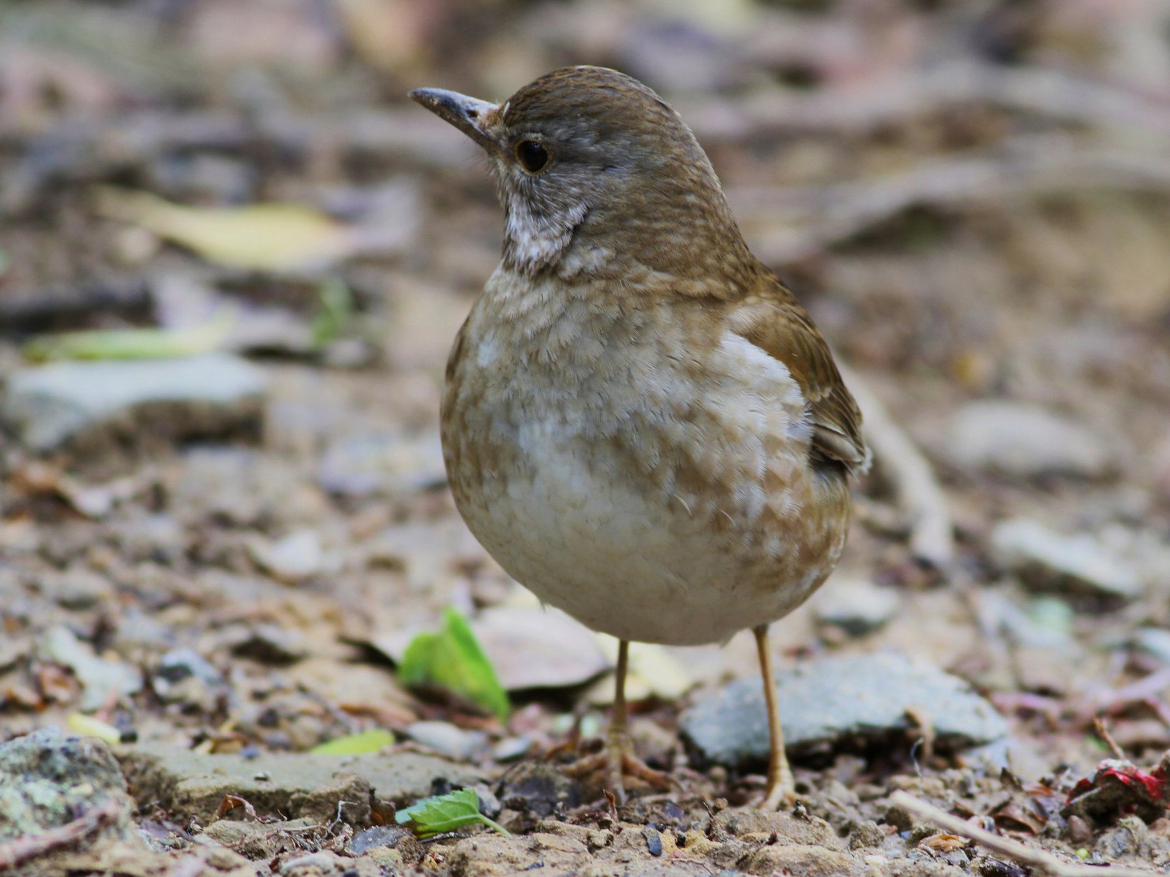 Pale Thrush - eBird
