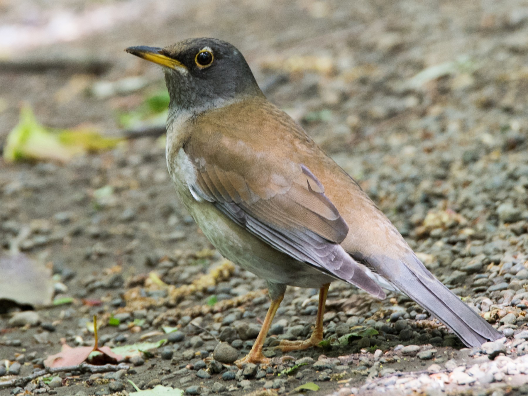 Pale Thrush - eBird