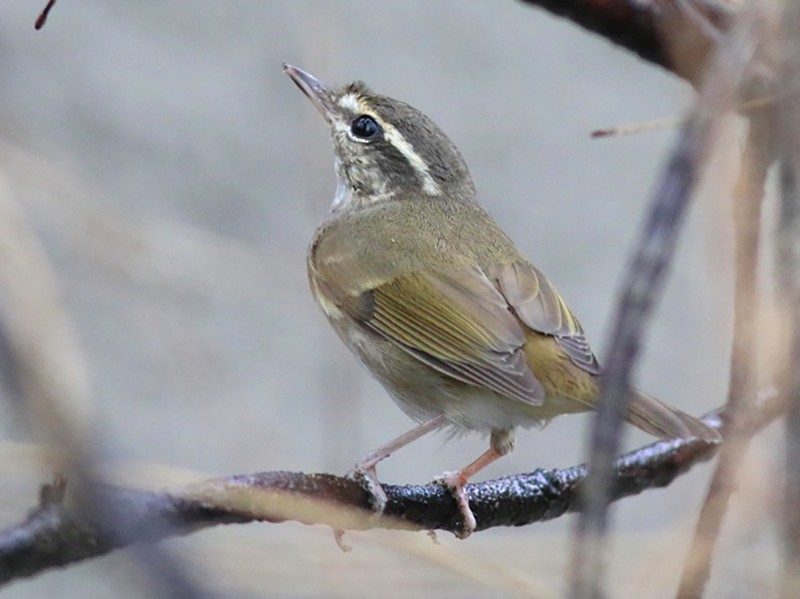 Pale-legged Leaf Warbler - eBird