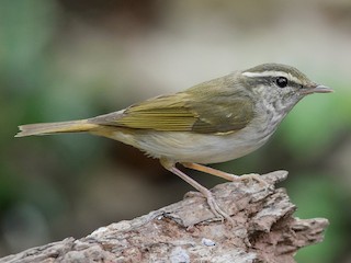 Pale-legged Leaf Warbler - Phylloscopus tenellipes - Birds of the World
