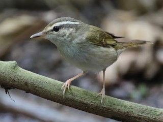 Pale-legged Leaf Warbler - eBird