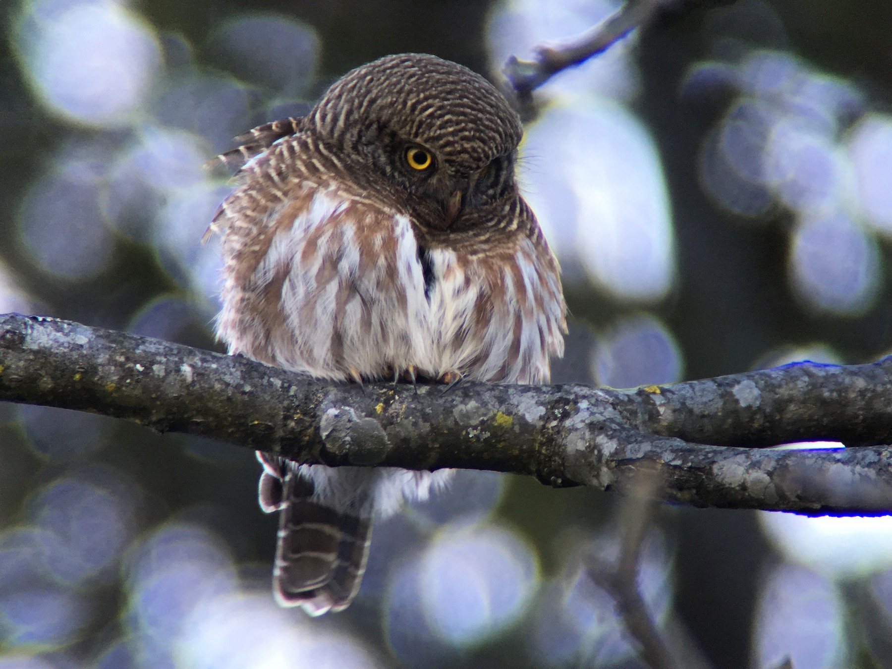 Asian Barred Owlet - eBird