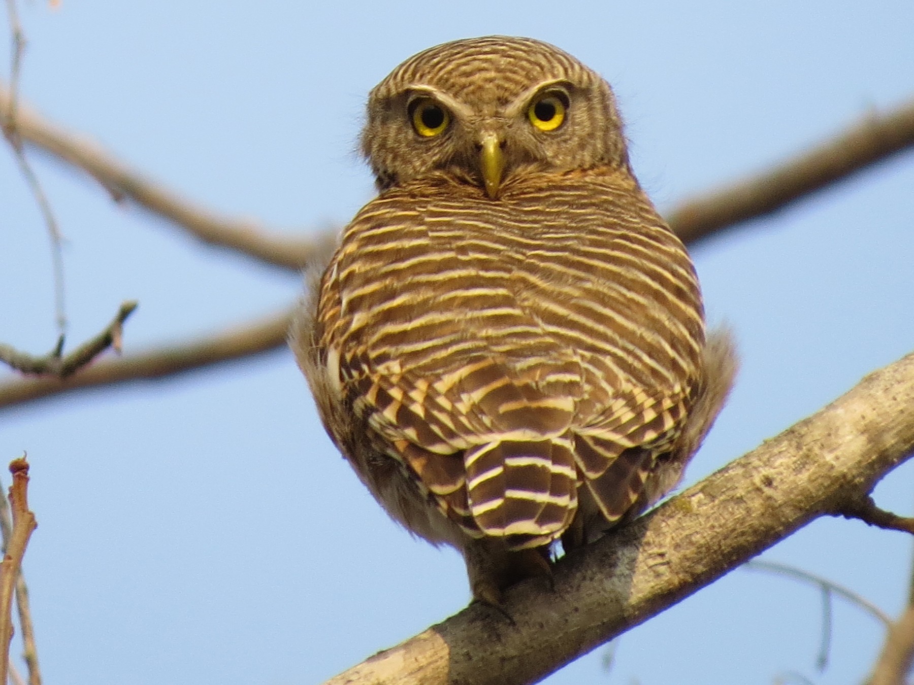 Asian Barred Owlet - eBird