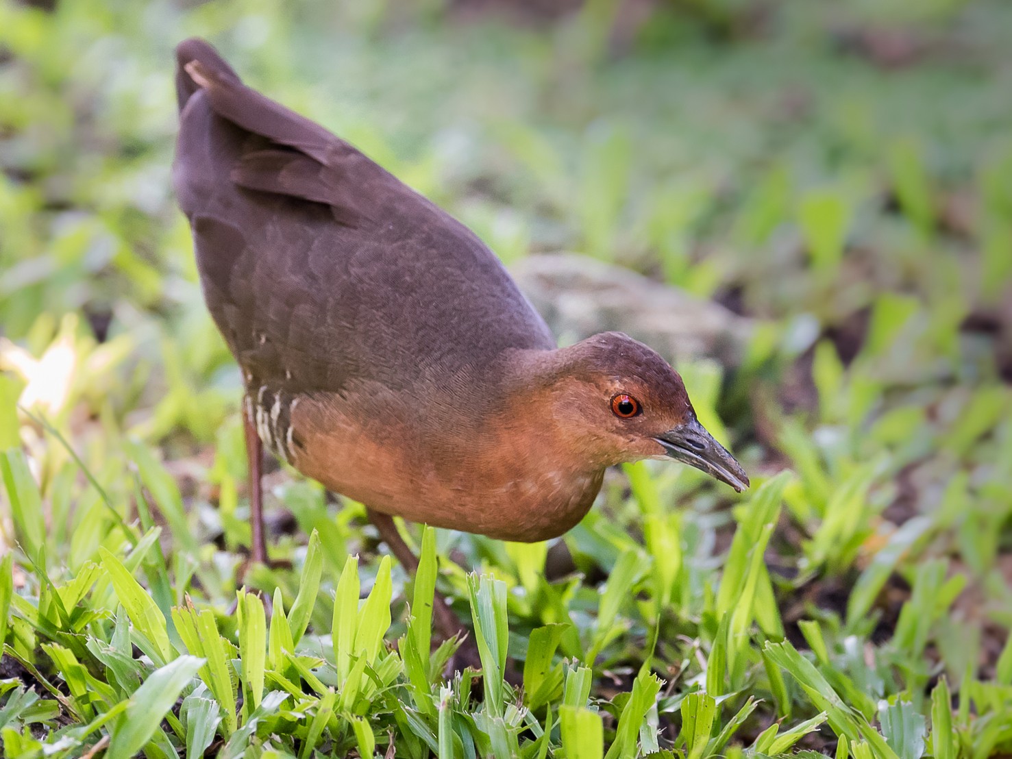 Band-bellied Crake - eBird