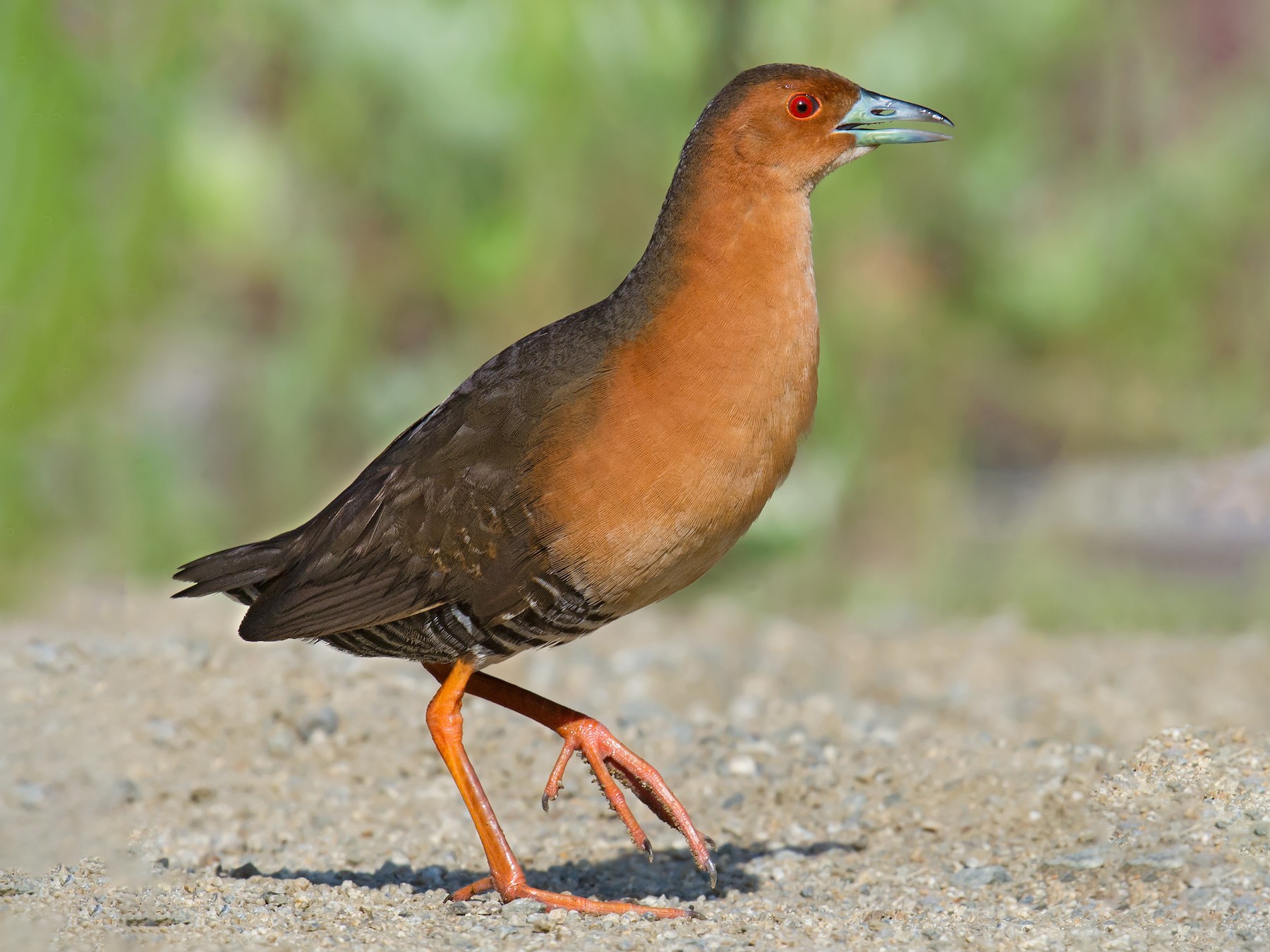 Band-bellied Crake - eBird